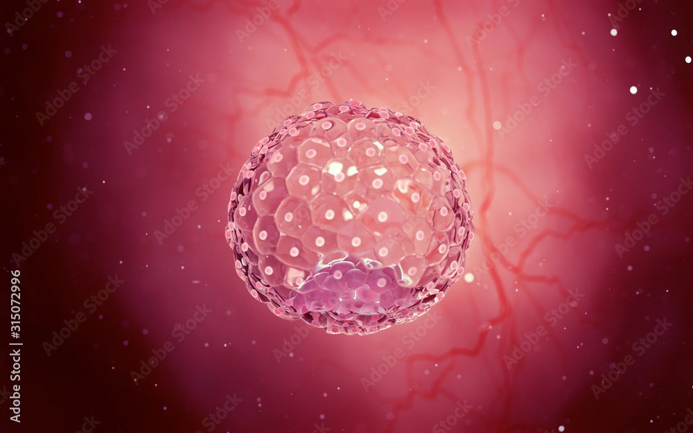3d rendered medical illustration of a blastocyst Stock Illustration ...