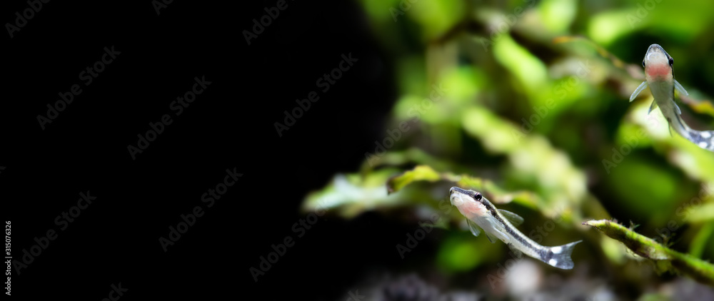 Foto de Otocinclus macrospilus vitattus aquarium fishes. Armored oto ...
