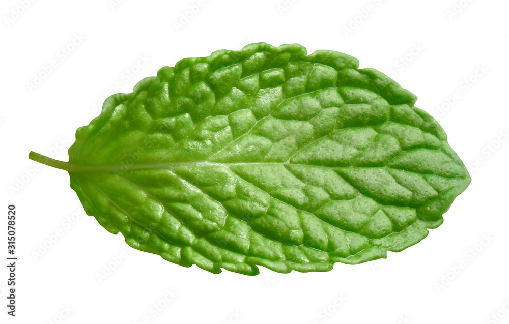 Minzblatt Stock Photo | Adobe Stock