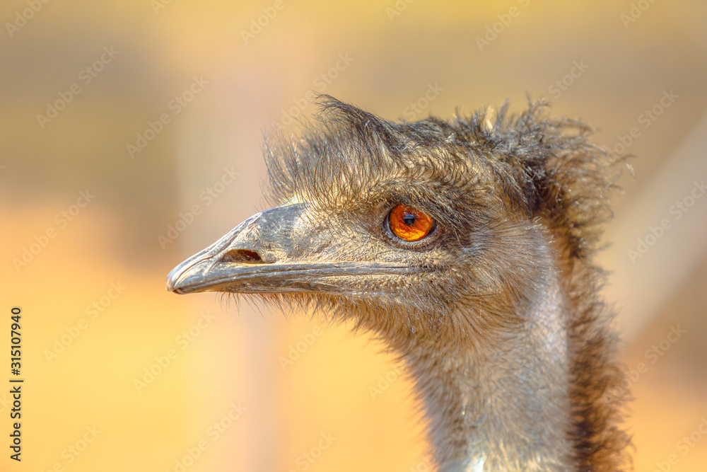 Portrait of Emu, Dromaius novaehollandiae, endemic to Australia where ...