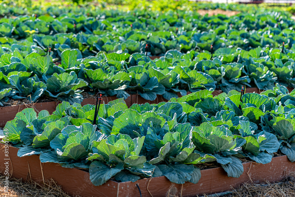 Solutions for the growing. Organic green cabbage plantation ...