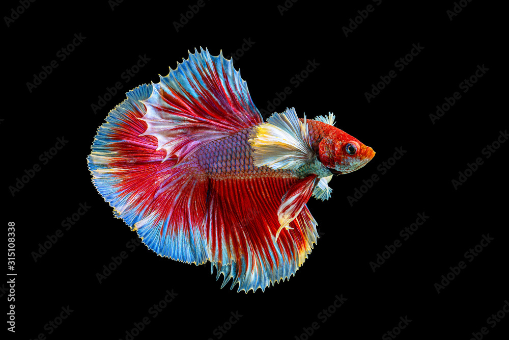 The moving moment beautiful of red half moon siamese betta fish or ...
