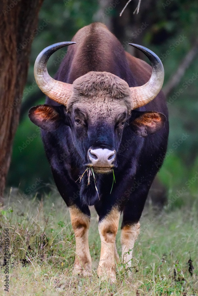 Indian Gaur Stock Photo | Adobe Stock
