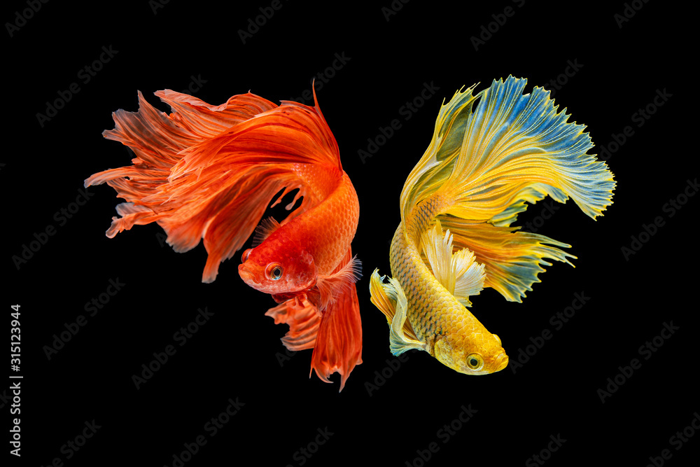 The moving moment beautiful of yellow and red half moon siamese betta ...