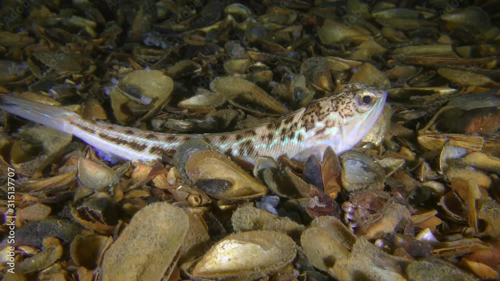 Greater weever (Trachinus draco) half buried in shells, side view ...
