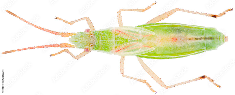 Myrmus miriformis is a genus of scentless plant bugs in the family ...