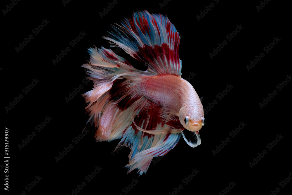Light Pink Betta Fish