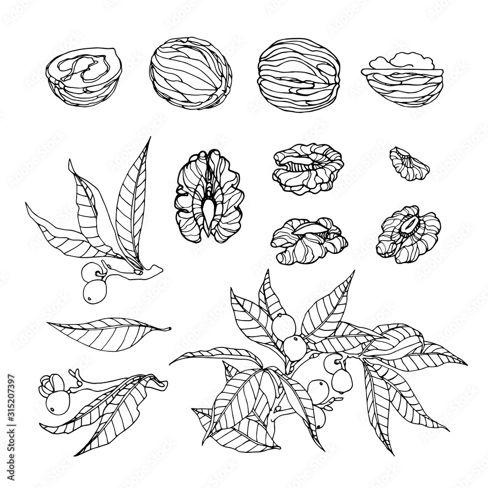 set of walnut branches, nuts in shell, kernels, element of decorative ...
