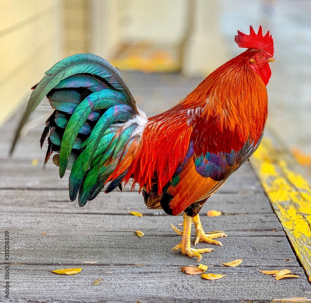 Key West Rooster Stock Photo | Adobe Stock