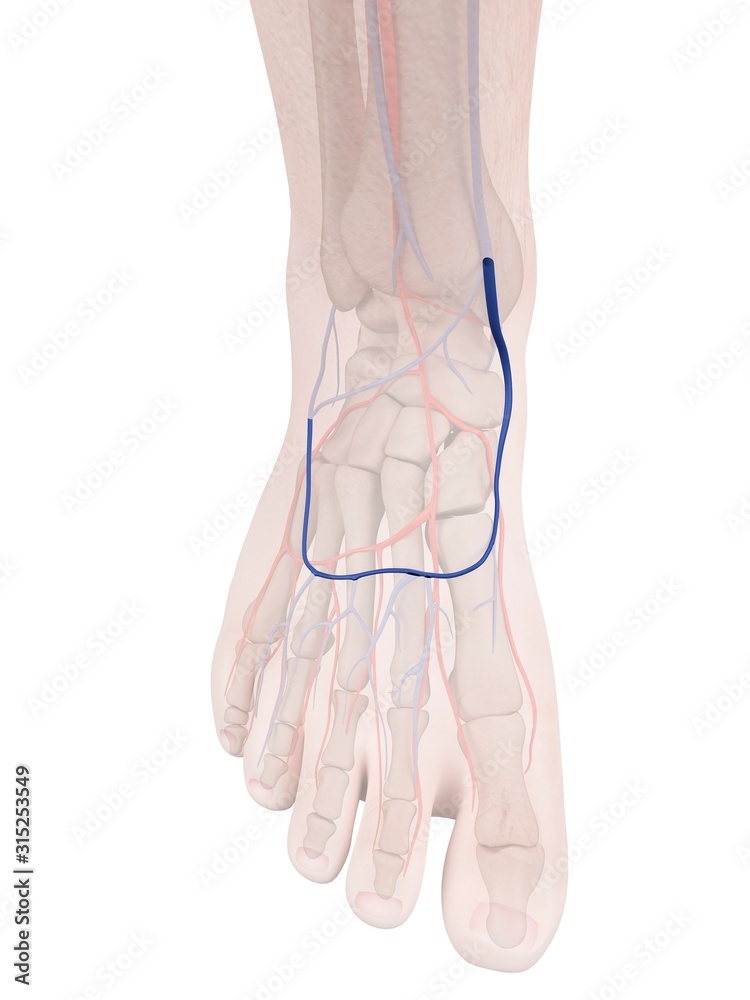 Human foot anatomy, illustration Stock Photo | Adobe Stock