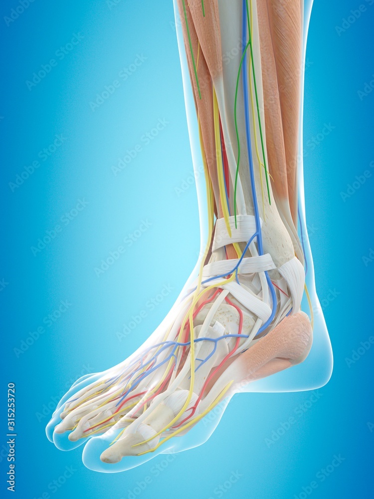 Human foot anatomy, illustration Stock Photo | Adobe Stock