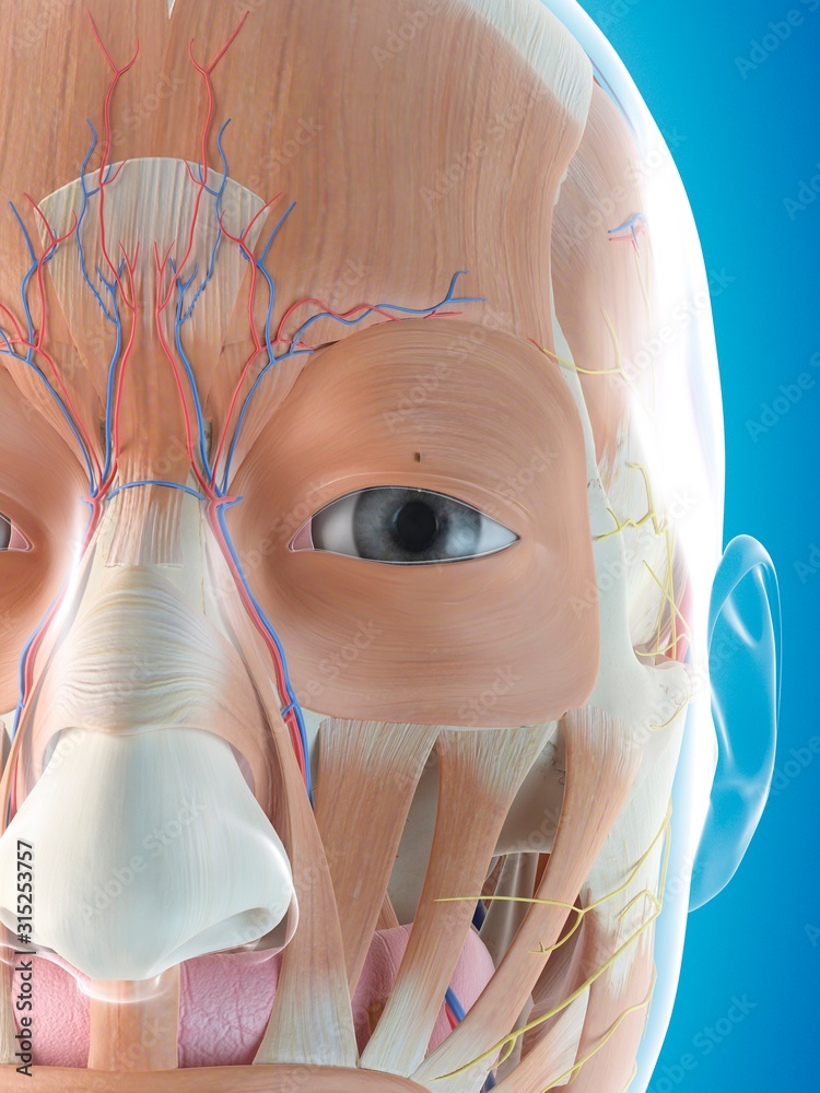 Human face anatomy, illustration Stock Photo | Adobe Stock