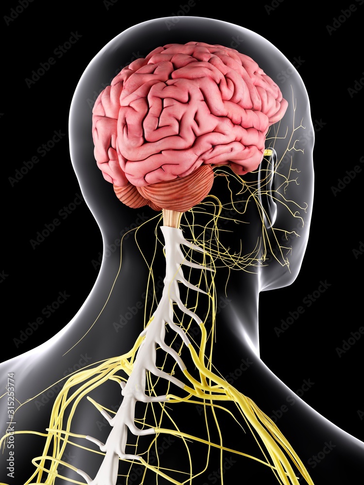 Human brain and spinal cord, illustration Stock Photo | Adobe Stock