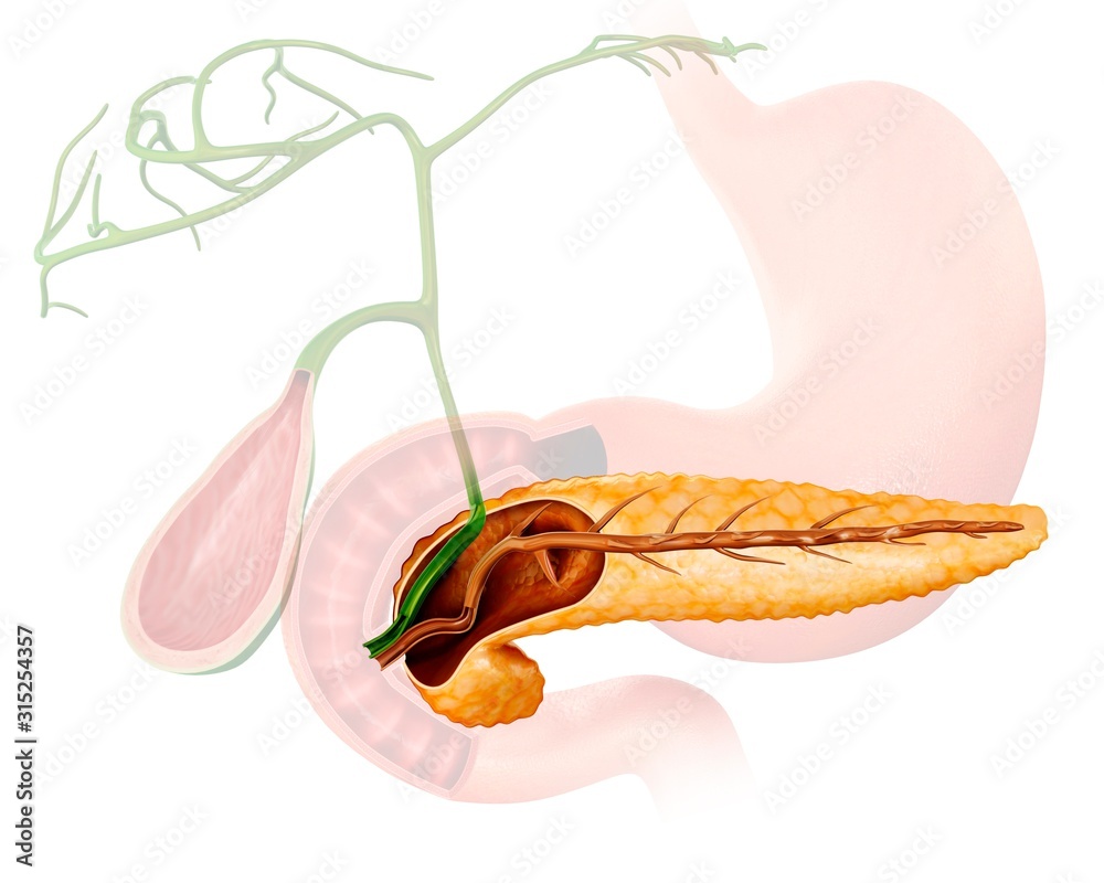 Cross section of pancreas, illustration Stock Photo | Adobe Stock
