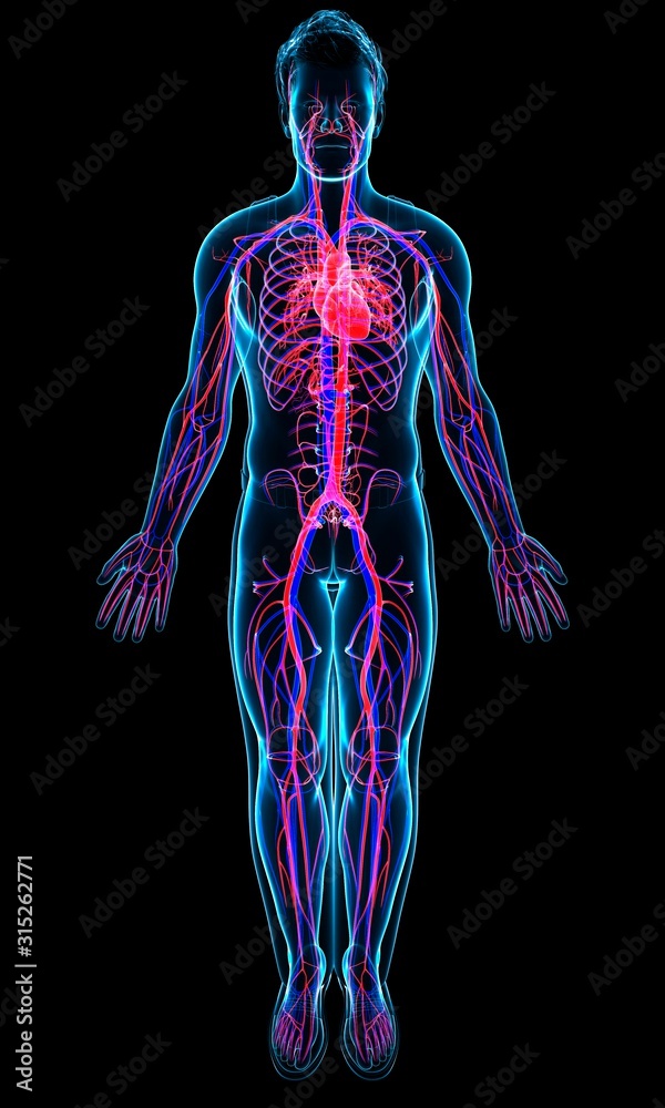 Human circulatory system, illustration Stock Photo | Adobe Stock