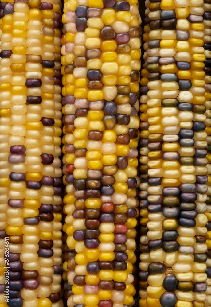 Flint corn Stock Photo | Adobe Stock