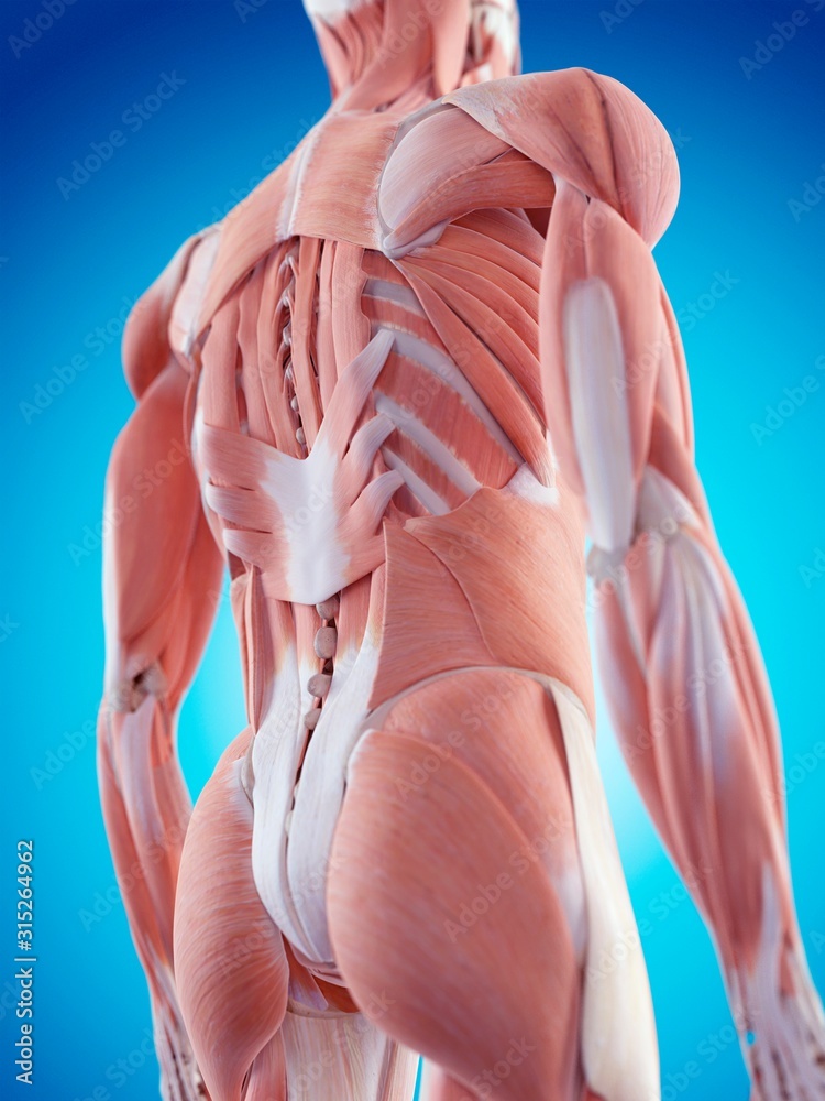 Human back muscles Stock Photo | Adobe Stock