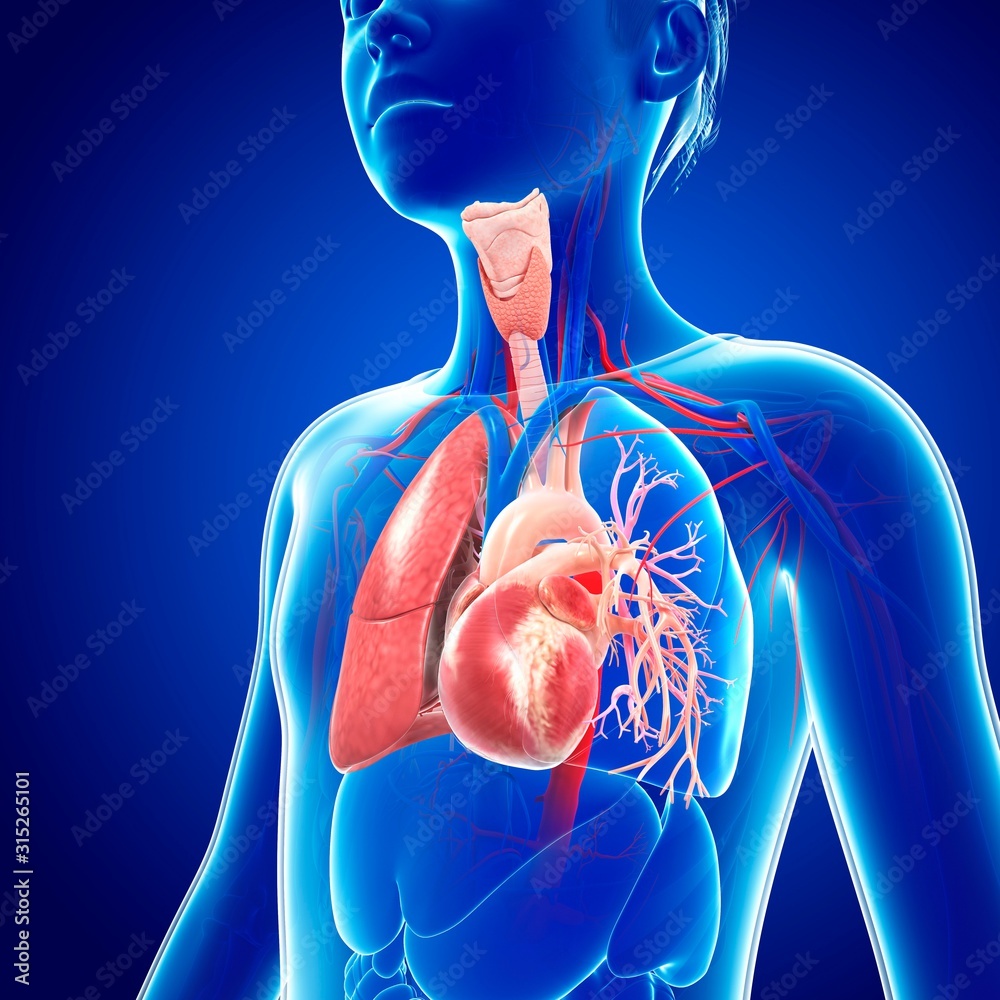 Respiratory system, illustration Stock Photo | Adobe Stock