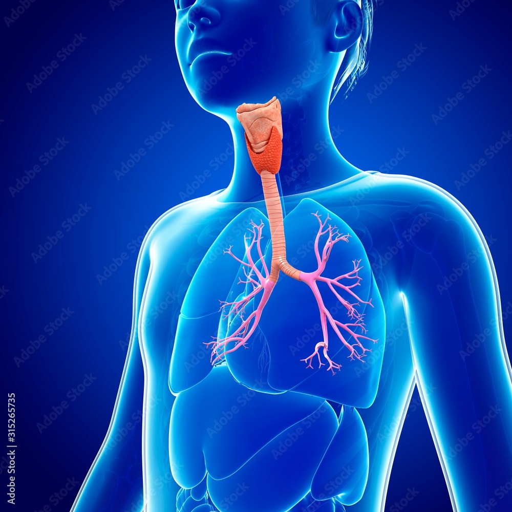 Bronchi, illustration Stock Photo | Adobe Stock