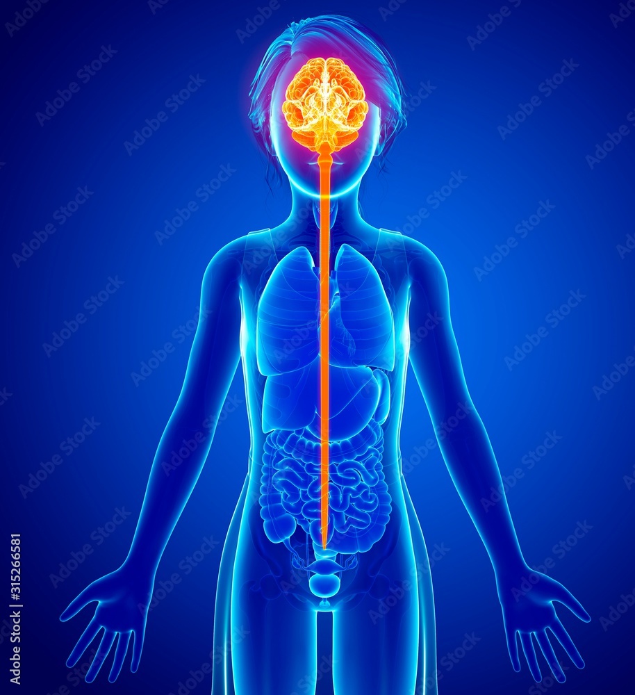 Brain and spinal cord, illustration Stock Photo | Adobe Stock