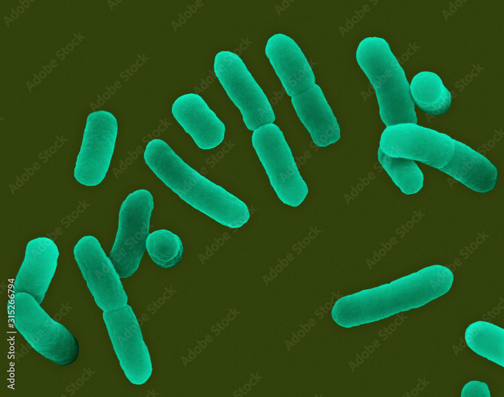Lactobacillus sp.- rod prokaryote, SEM Stock Photo | Adobe Stock