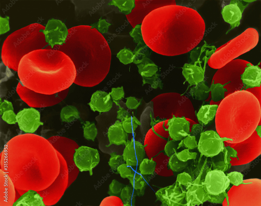 Red blood cells and platelets, SEM Stock Photo | Adobe Stock