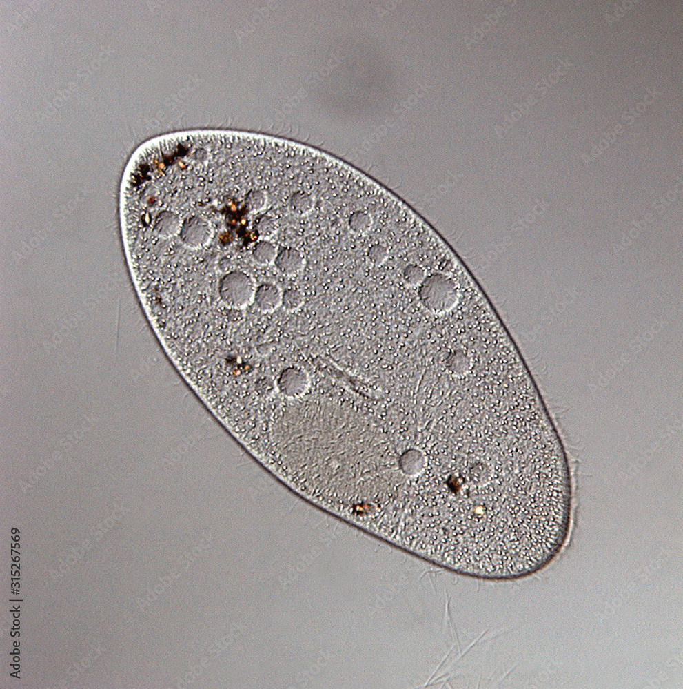 Paramecium multimicronucleatum, LM Stock Photo | Adobe Stock