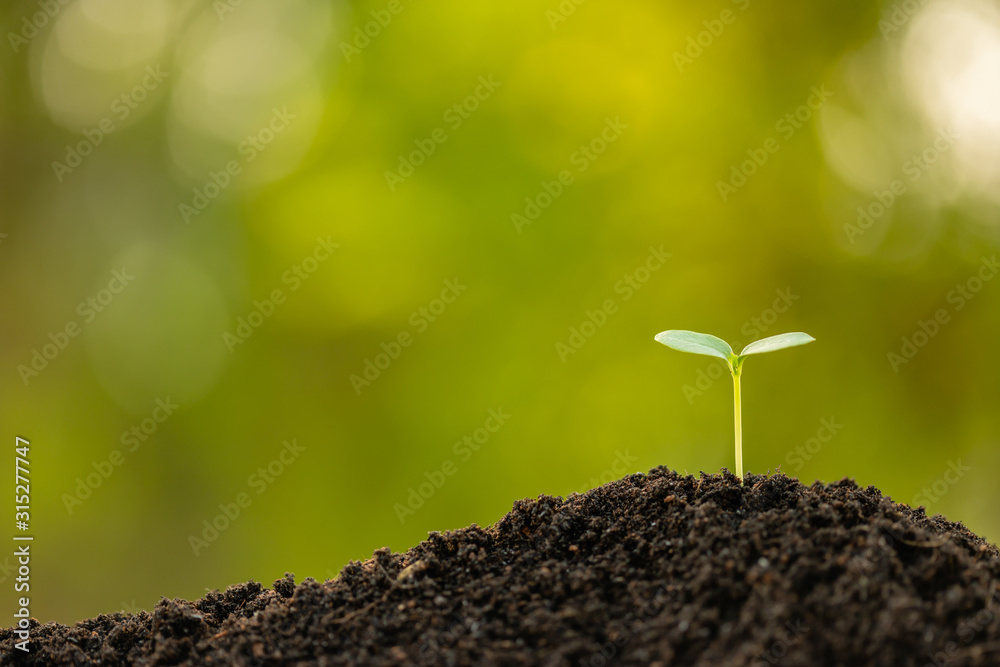 Green sprout growing in soil with outdoor sunlight and green blur ...