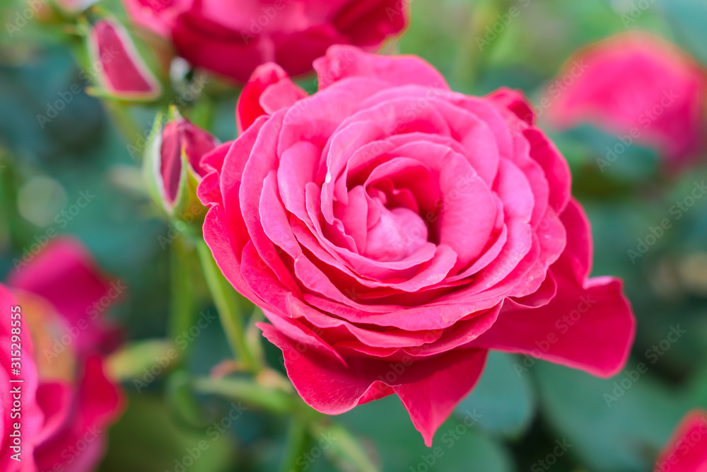 Pink Colour Rose Flower Pics | Best Flower Site
