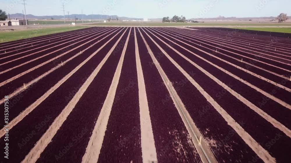 Drone aerial view of a field of ruby red lettuce ready for harvest ...