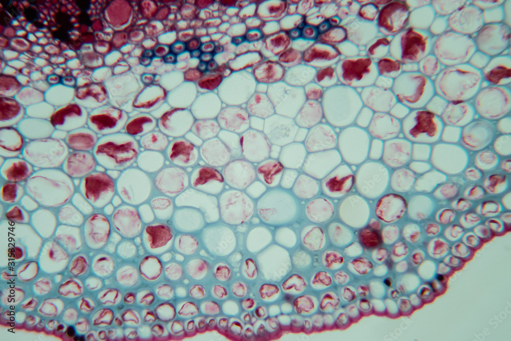 Cross-section leaf Plant of under the microscope for classroom ...