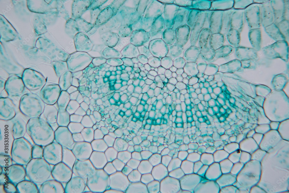 Cross-section leaf Plant of under the microscope for classroom ...