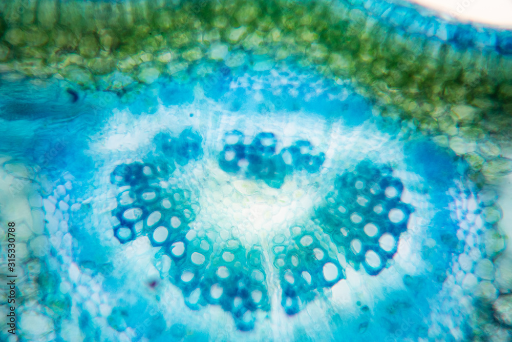 Cross-section leaf Plant of under the microscope for classroom ...