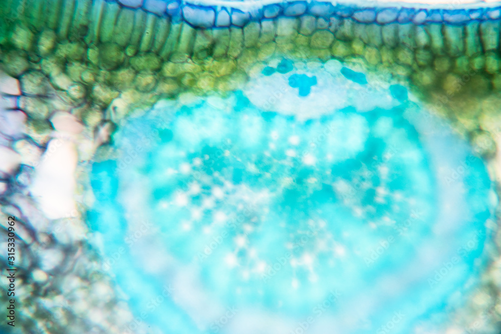 Cross-section leaf Plant of under the microscope for classroom ...