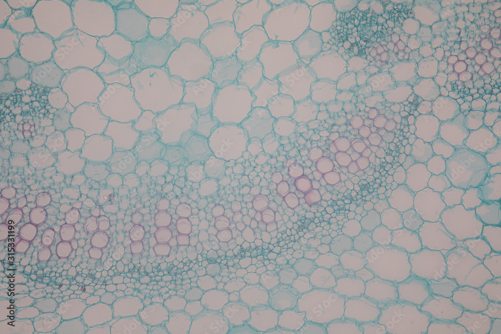 Cross-section leaf Plant of under the microscope for classroom ...