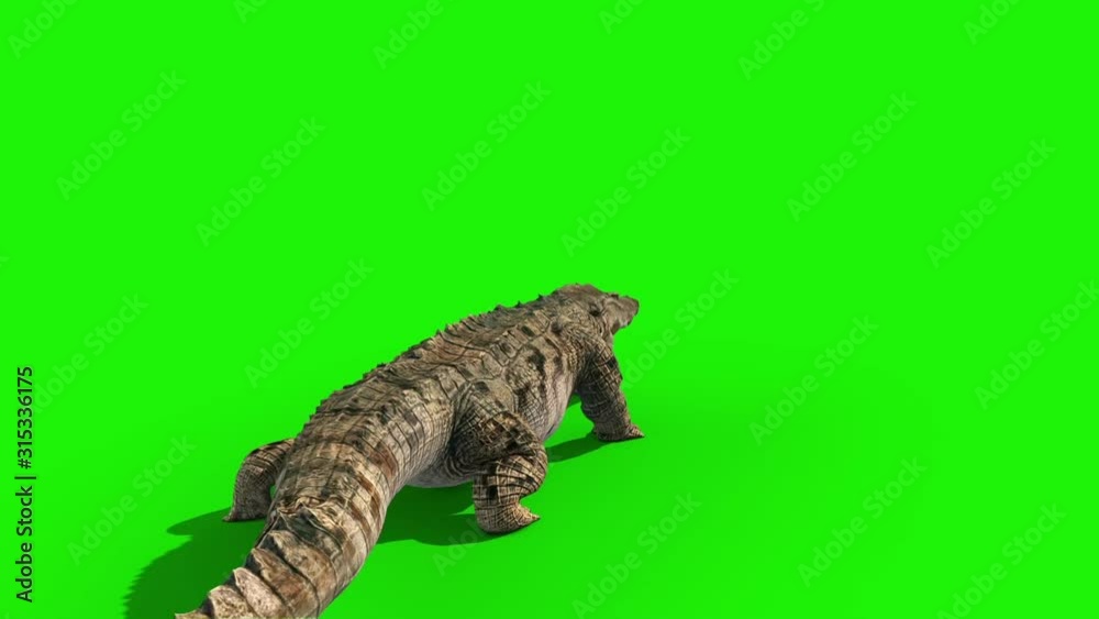 Crocodile Attack loop Back Green Screen 3D Rendering Animation Stock ...