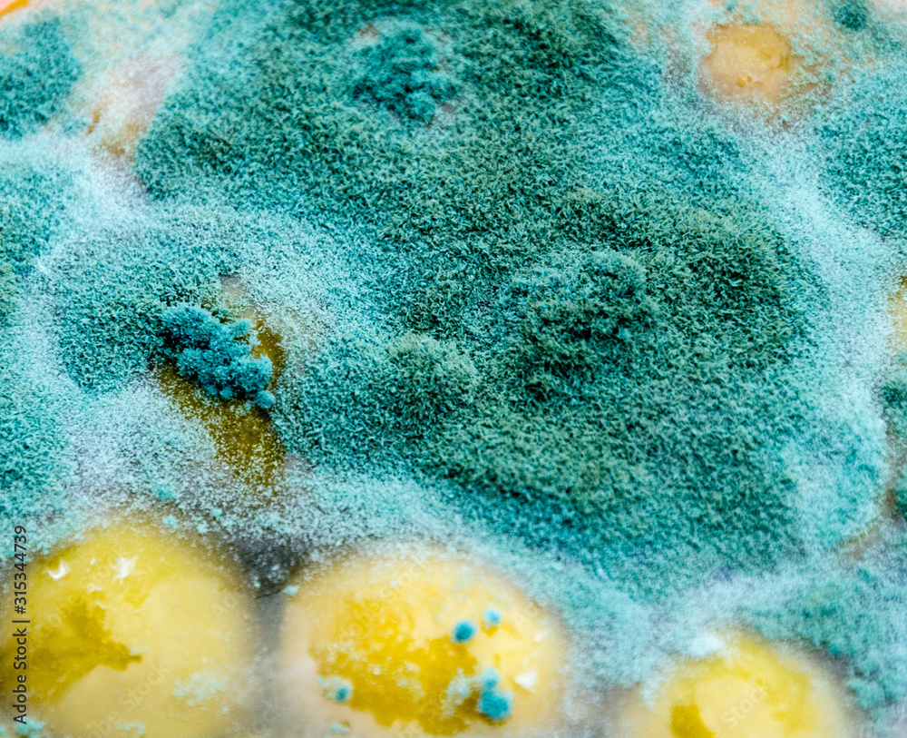 Green Mold On Food