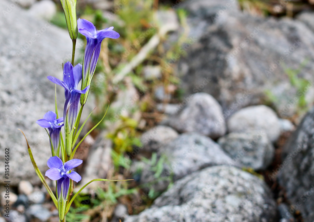 Bright Blue Flowers Gentian Dahurian (Gentiana dahurica) is a rare ...