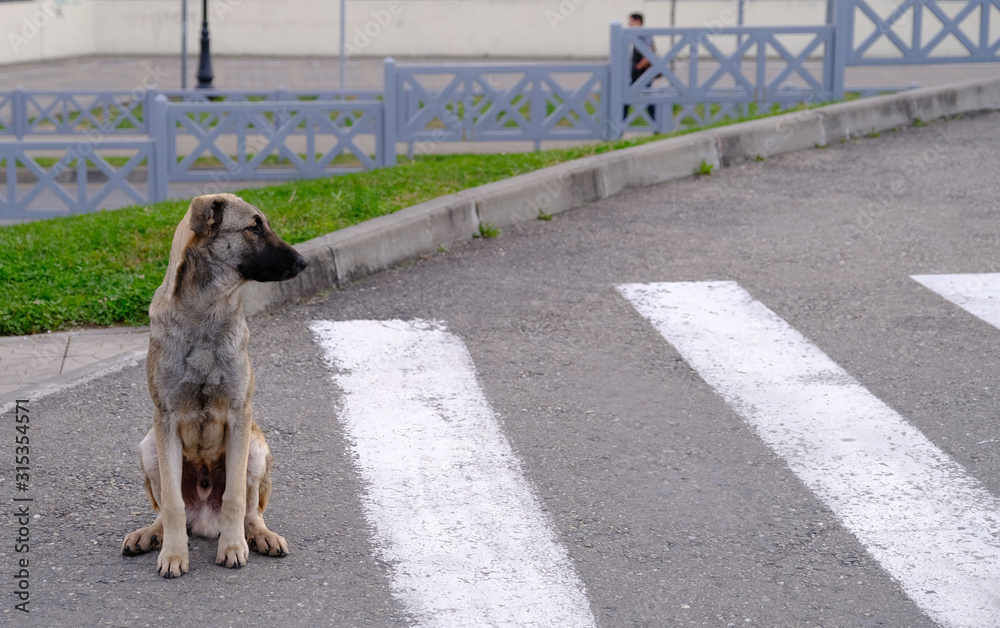 Dog at the pedestrian crossing. Road safety. Traffic Laws. Animals in ...