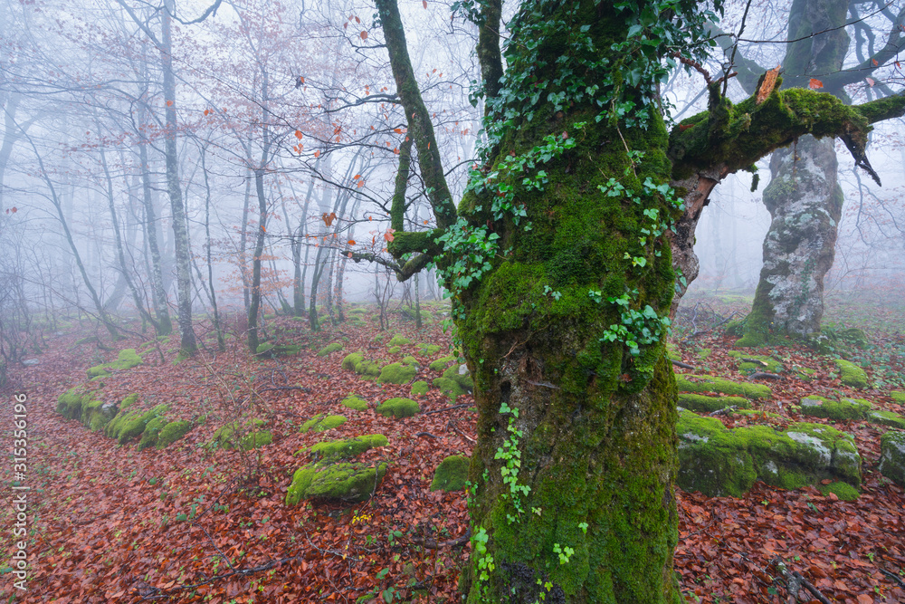 Beech forest in autumn, Monumento Natural Monte Santiago, Salto del ...