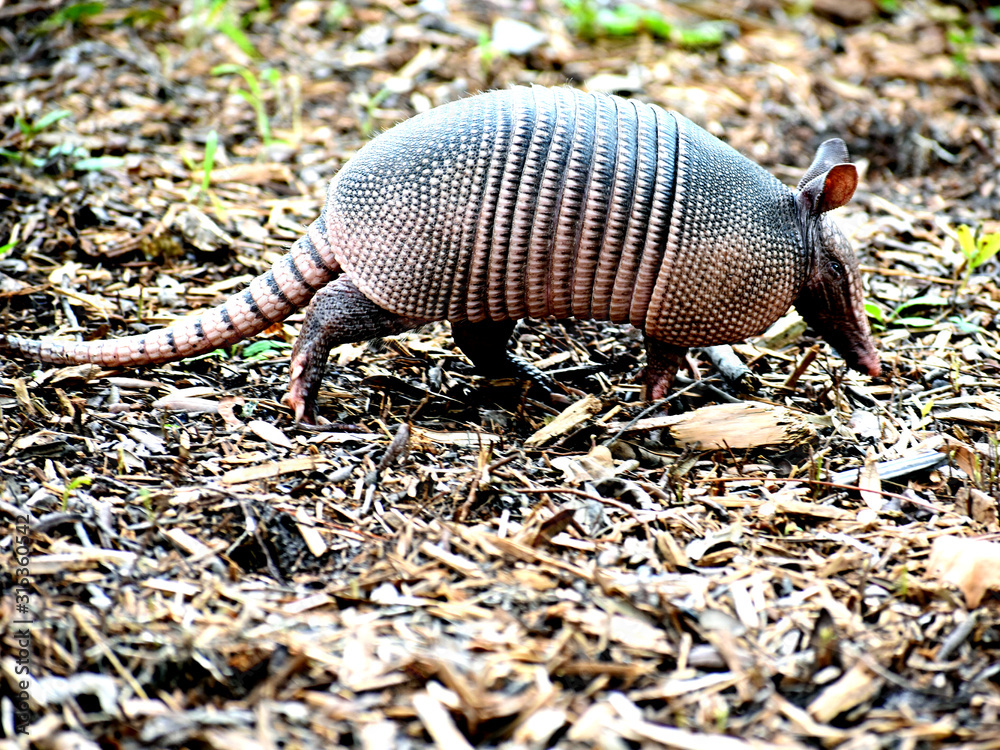 Wild Armored Armadillo Foraging for Food in Its Natural Habitat ...