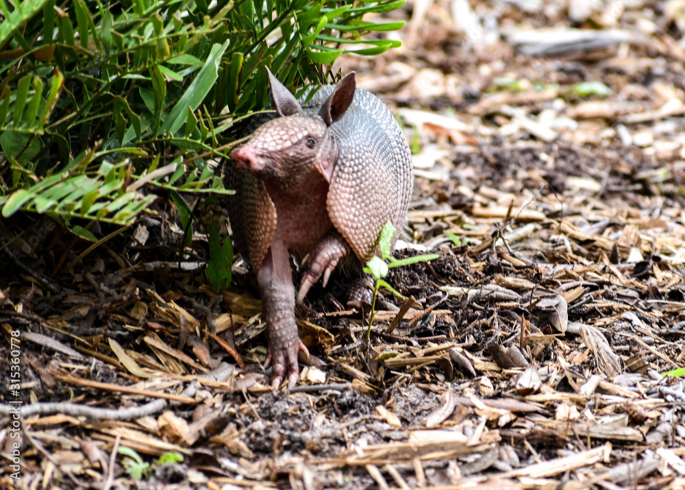 Wild Armored Armadillo Foraging for Food in Its Natural Habitat Preserve Stock-Foto | Adobe Stock