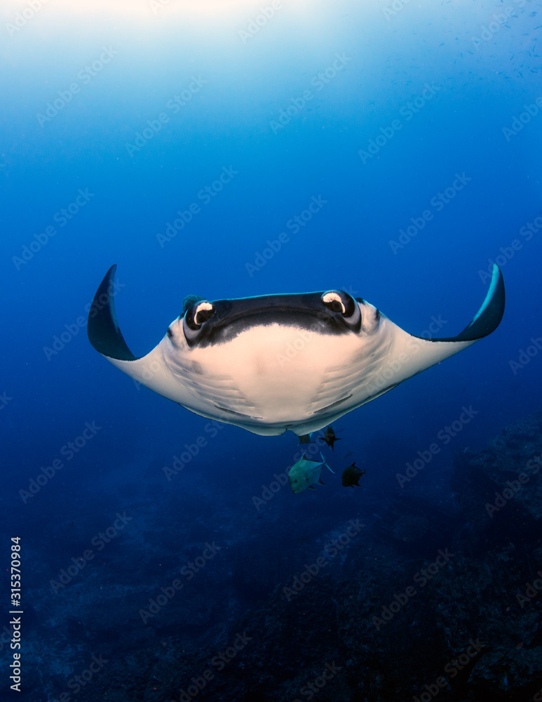 Giant Oceanic Manta Ray swimming underwater, San Benedicto ...