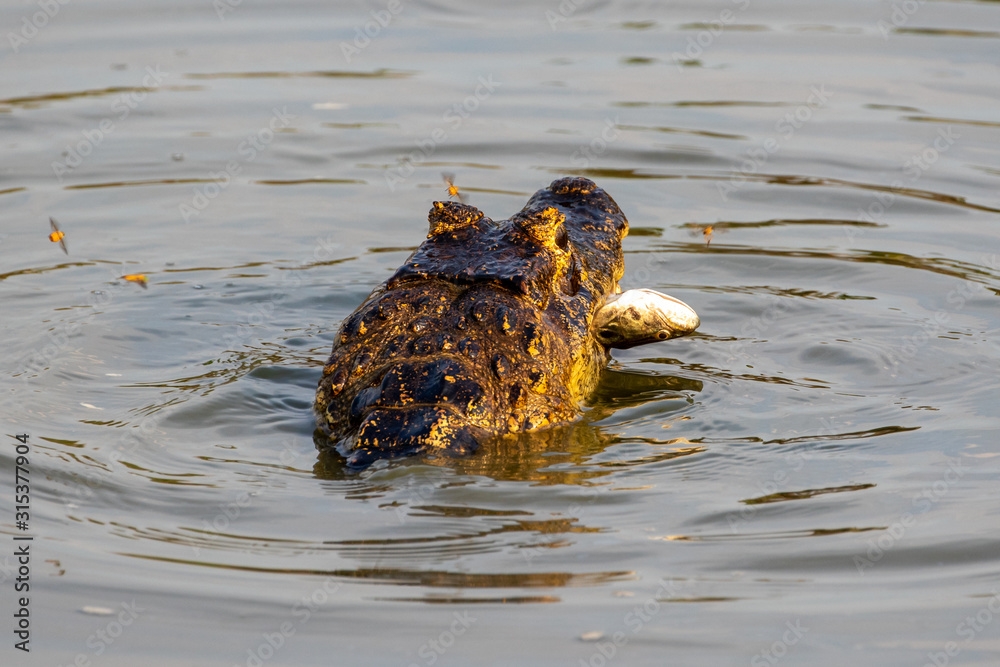 Kopf eines Alligators, der einen erbeuteten Fisch frisst Stock Photo ...