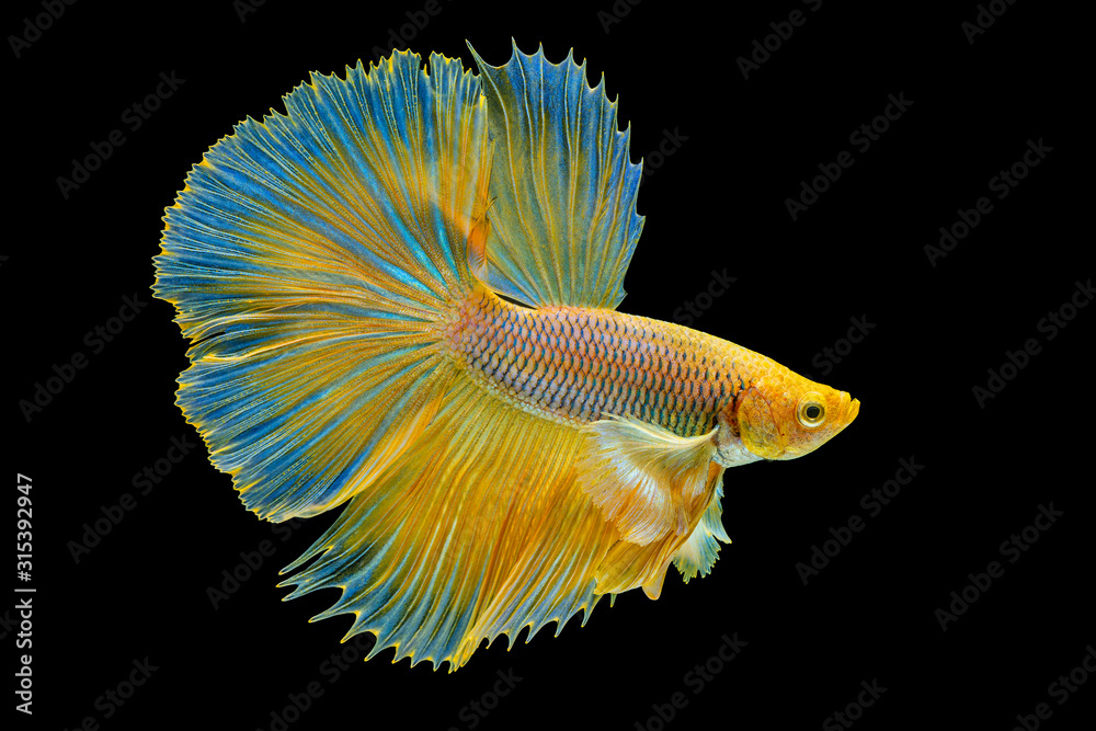 The moving moment beautiful of yellow half moon siamese betta fish or ...