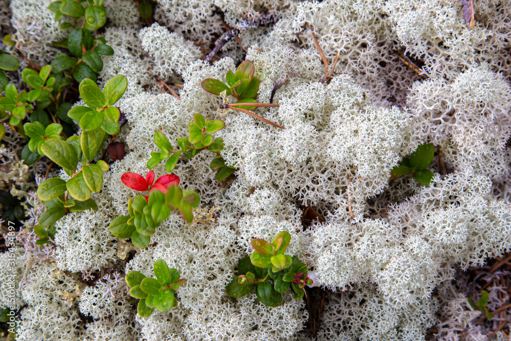 Arctic Tundra Caribou Moss