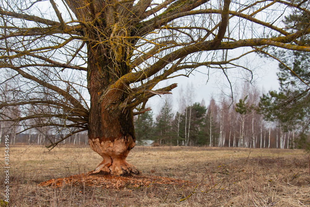 huge tree after being bitten by a wild forest beaver Stock Photo ...
