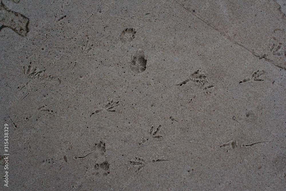 natural, ocean, bird footprint, landscape, stamp, nobody, yellow, bird ...