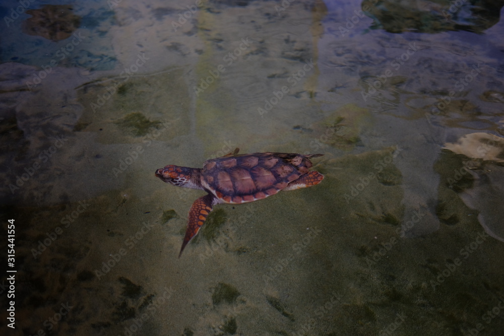 Big red turtles in the water. Turtle farm in Sri Lanka. Stock Photo ...