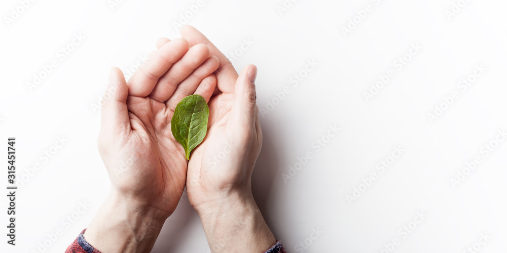 Hands protect leaf isolated on a white background. .Save Earth Planet ...